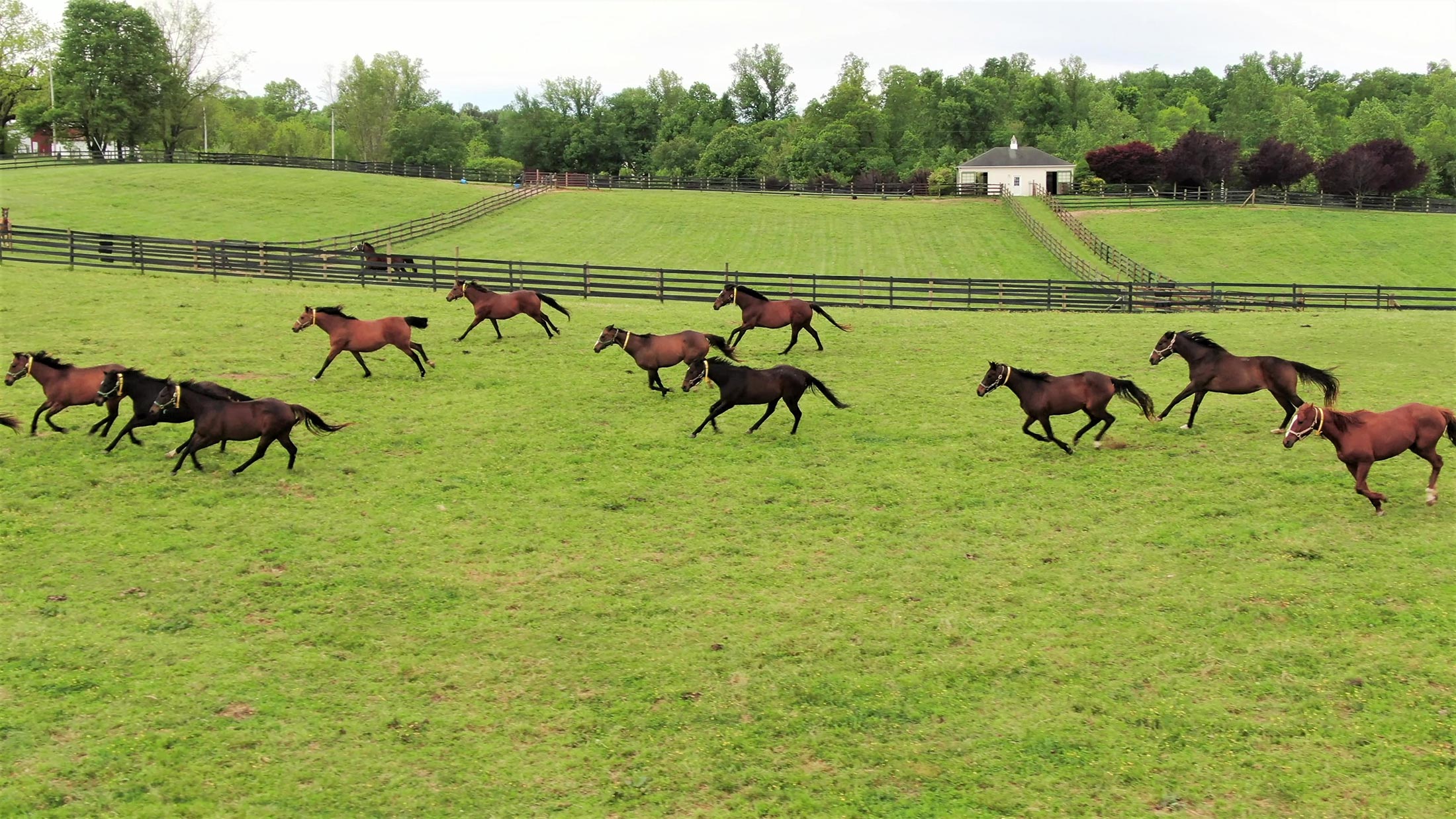 Horse Breeding Services | Equine Reproduction Concepts | Amissville, VA