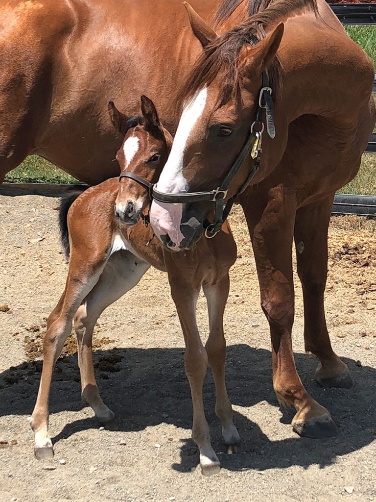 Mare Reproductive Services VA | Equine Reproduction Concepts
