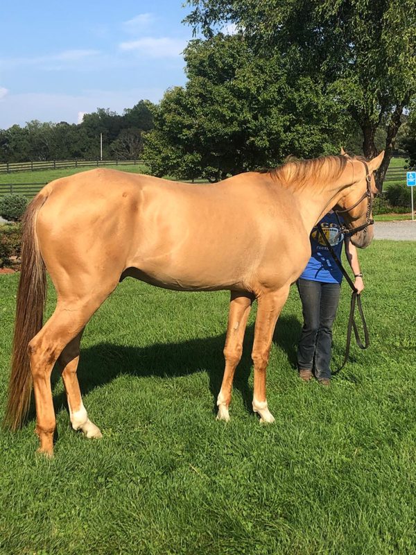 Stallion Services in VA | Equine Reproduction Concepts